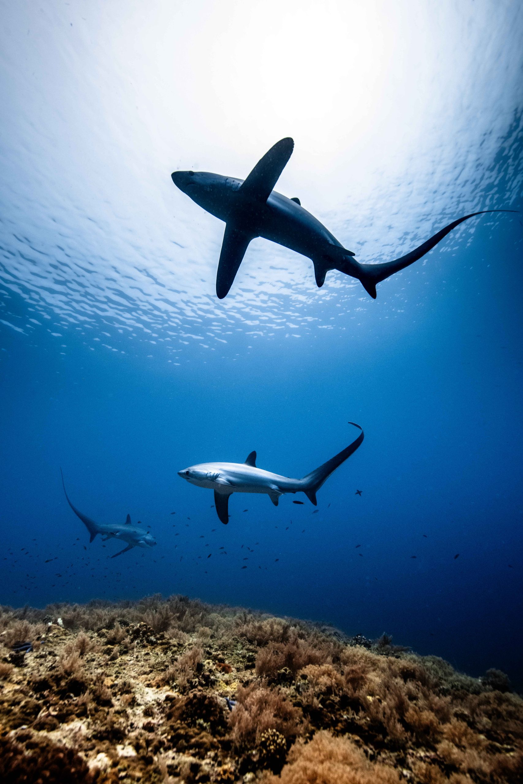 Thresher Shark Spa - Dani Escayola Photography
